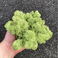 China Halloween Occasion Customized Stabilized Reindeer Moss Wall for Decoration for sale