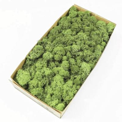 China 500G Natural Environmentally Friendly Preserved Wall Moss Ideal for Arrangement Decor for sale