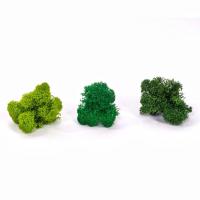 China 500G Natural Environmentally Friendly Preserved Wall Moss Ideal for Arrangement Decor for sale