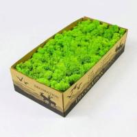 China 500g Natural Preserved Stabilized Reindeer Moss Add a Touch of Nature for sale