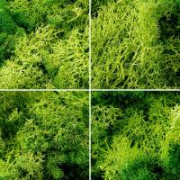 China 500g Natural Preserved Stabilized Reindeer Moss Add a Touch of Nature for sale