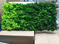 China 500g Natural Preserved Stabilized Reindeer Moss Add a Touch of Nature for sale