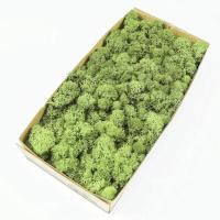 China Customized Logo Accepted 500G Natural Eco-Friendly Reindeer Moss for Terrariums Craft for sale
