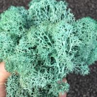 China Customized Logo Accepted 500G Natural Eco-Friendly Reindeer Moss for Terrariums Craft for sale