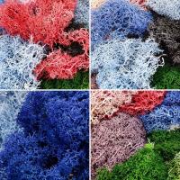 China Customized Logo Accepted 500G Natural Eco-Friendly Reindeer Moss for Terrariums Craft for sale