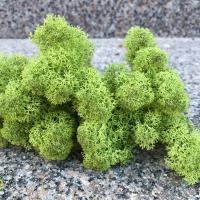 China 500G Green Fire Retardant Artificial Reindeer Moss Ideal for Valentine's Day Moss Panel for sale
