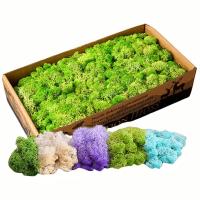 China Long Life 100% Natural Flame Retardant Reindeer Moss Art for Preserved Moss Wall Decor for sale