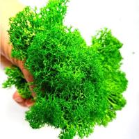 China Long Life 100% Natural Flame Retardant Reindeer Moss Art for Preserved Moss Wall Decor for sale