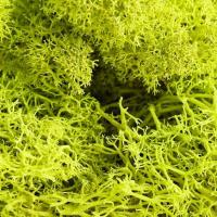 China Long Life 100% Natural Flame Retardant Reindeer Moss Art for Preserved Moss Wall Decor for sale