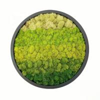 China Christmas Occasion 2024 Customized Long Lasting Moss Wall Art for Indoor Fairy Garden for sale