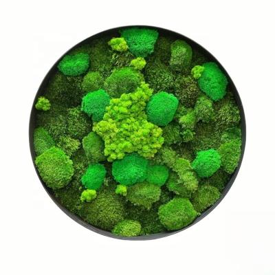 China Customized Colors Soft Everlasting Preserved Moss Round Wall Hanging for Supermarket for sale
