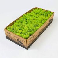 China Customized Logo Accepted Multiple Colors Stabilized Preserved Lichen Reindeer Moss for sale