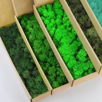 China Customized Logo Accepted Real Stabilized Reindeer Moss for Moss Wall Indoor Decoration for sale