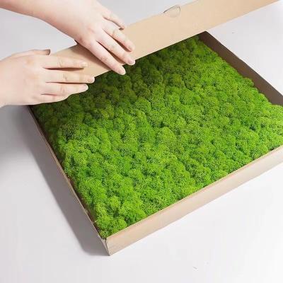 China Customized Eco-Friendly Preserved Moss Wall Panel For Home Decor Occasion Back to School for sale