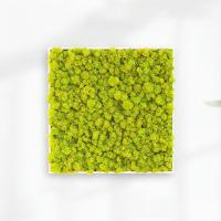 China Customized Eco-Friendly Preserved Moss Wall Panel For Home Decor Occasion Back to School for sale