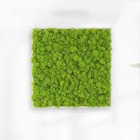 China Customized Eco-Friendly Preserved Moss Wall Panel For Home Decor Occasion Back to School for sale