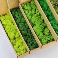 China Real Touch Preserved Moss Lichen Reindeer Moss for Decoration Acceptable OEM ODM 500G for sale