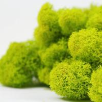 China Real Touch Preserved Moss Lichen Reindeer Moss for Decoration Acceptable OEM ODM 500G for sale
