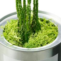 China Advantages of Long Life Preserved Reindeer Moss Frame for Office Wall Decoration for sale
