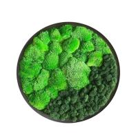 China Preserved Moss Wall Art Customized Size for Natural Plant Lovers' Homes and Offices for sale