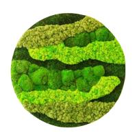 China Preserved Moss Wall Art Customized Size for Natural Plant Lovers' Homes and Offices for sale