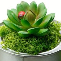China 38*20*10cm Preserved Reindeer Moss Colored Art Decoration for Company Wall Decoration for sale