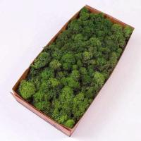China 500g Green Moss Wall Art Preserved Moss Reindeer Moss For Celebration Wedding Direct for sale