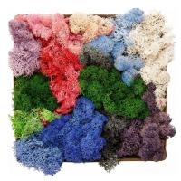 China 500g Green Moss Wall Art Preserved Moss Reindeer Moss For Celebration Wedding Direct for sale