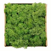China 500g Green Moss Wall Art Preserved Moss Reindeer Moss For Celebration Wedding Direct for sale