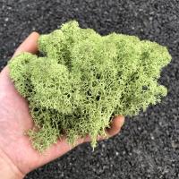 China 500G Natural Reindeer Moss Panel for Indoor Decoration Advantages Not Easy To Burn for sale