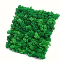 China OEM ODM Accepted Customized Natural White Hair Moss Wall Panel for Indoor Decoration for sale
