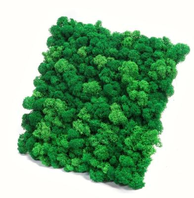 China OEM ODM Accepted Customized Natural White Hair Moss Wall Panel for Indoor Decoration for sale