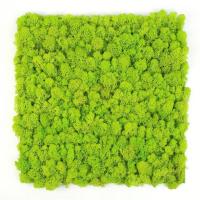 China Stabilized Preserved Lichen Reindeer Moss Panel for Office Decoration Customized 100*100cm for sale