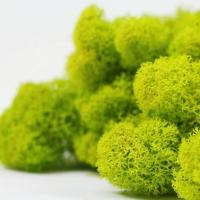 China Reindeer Moss 500G in Multiple Colors for Eco-Friendly and Natural Moss Decorations for sale