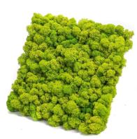 China Artistic Design Green Wall Panels Made of 100% Real Preserved Moss for Interiors for sale