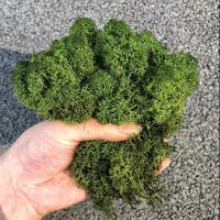 China 38*20*10cm Customized Not Fading Preserved Pole Moss Reindeer Craft for Moss Wall for sale