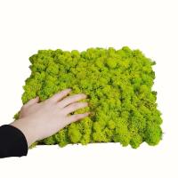 China Real Colorful Stabilized Home Reindeer Preserved Moss for Art Decor Life Time 5 Years for sale