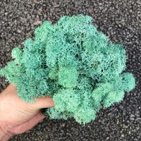 China April Fool's Day Light Green Preserved Moss Lichen Moss Reindeer Moss For Home Decoration for sale