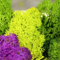 China April Fool's Day Light Green Preserved Moss Lichen Moss Reindeer Moss For Home Decoration for sale