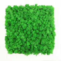 China 2024 Design Natural Reindeer Moss Wall Panel for Ornamental Occasion for sale