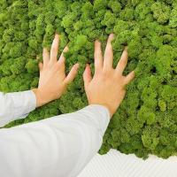 China 2024 Design Natural Reindeer Moss Wall Panel for Ornamental Occasion for sale