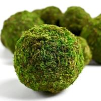 China Life Time 3-5 Years DIY Craft Kit Preserved Moss Ball For Garden Wall Wedding Decor for sale