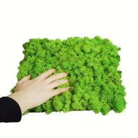 China Colorful Stabilized Moss Panel Environmental Friendly Choice for Thanksgiving Occasion for sale
