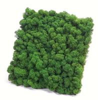 China Colorful Stabilized Moss Panel Environmental Friendly Choice for Thanksgiving Occasion for sale