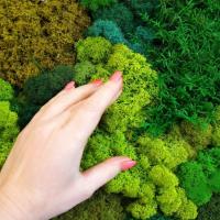 China 100% Real Preserved Moss Wall Sheet Perfect for April Fool's Day Decoration and Indoor for sale