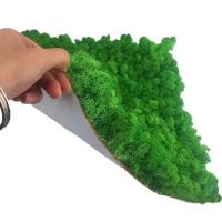 China 100% Real Preserved Moss Wall Sheet Colorful Living Reindeer Plants for Home Decoration for sale