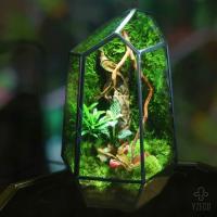 China Geometric Glass Hexagon Plant Terrarium for Tabletop Decor OEM ODM 5-8 Years Life Time for sale