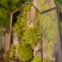 China Geometric Glass Hexagon Plant Terrarium for Tabletop Decor OEM ODM 5-8 Years Life Time for sale