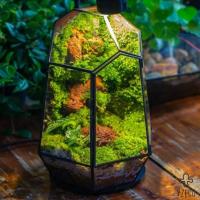 China Back to School Creative Desktop Moss Micro Landscape Finished Bonsai for Any Occasion for sale