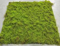 China Professional Green Moss Grass Landscape Roll Up Carpet for Patios Decoration Sample for sale